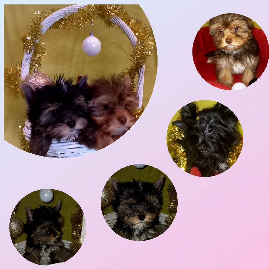 Йоркширский терьер, щенок