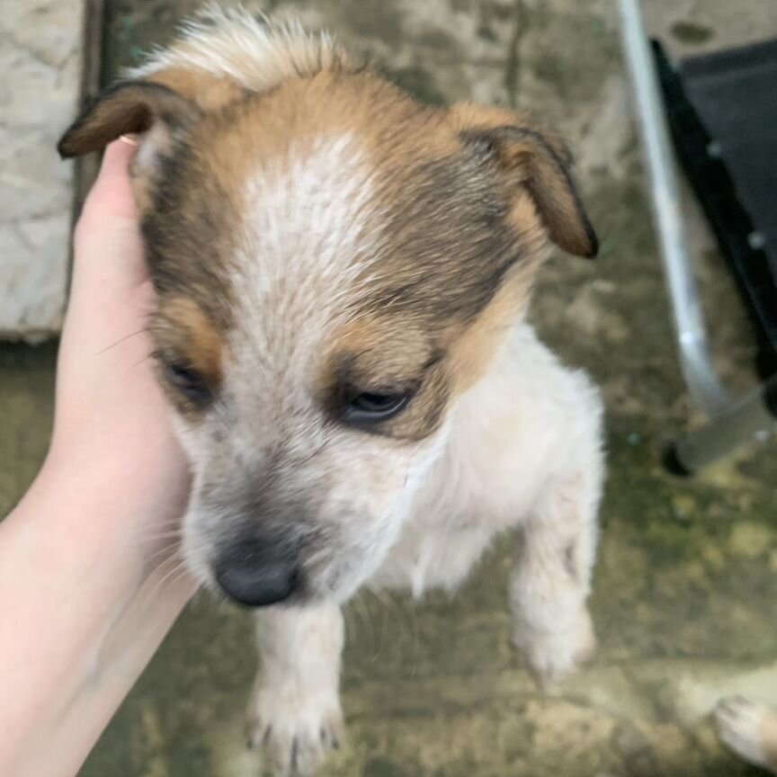 Щенок в добрые руки