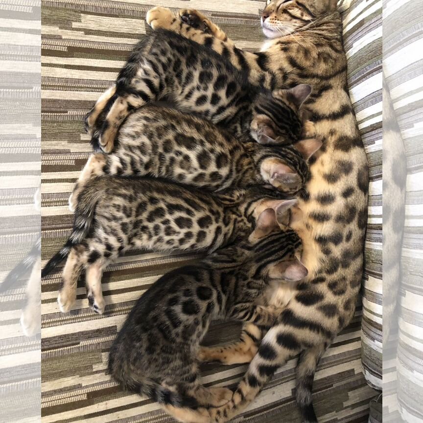 Бенгальские котята в добрые руки