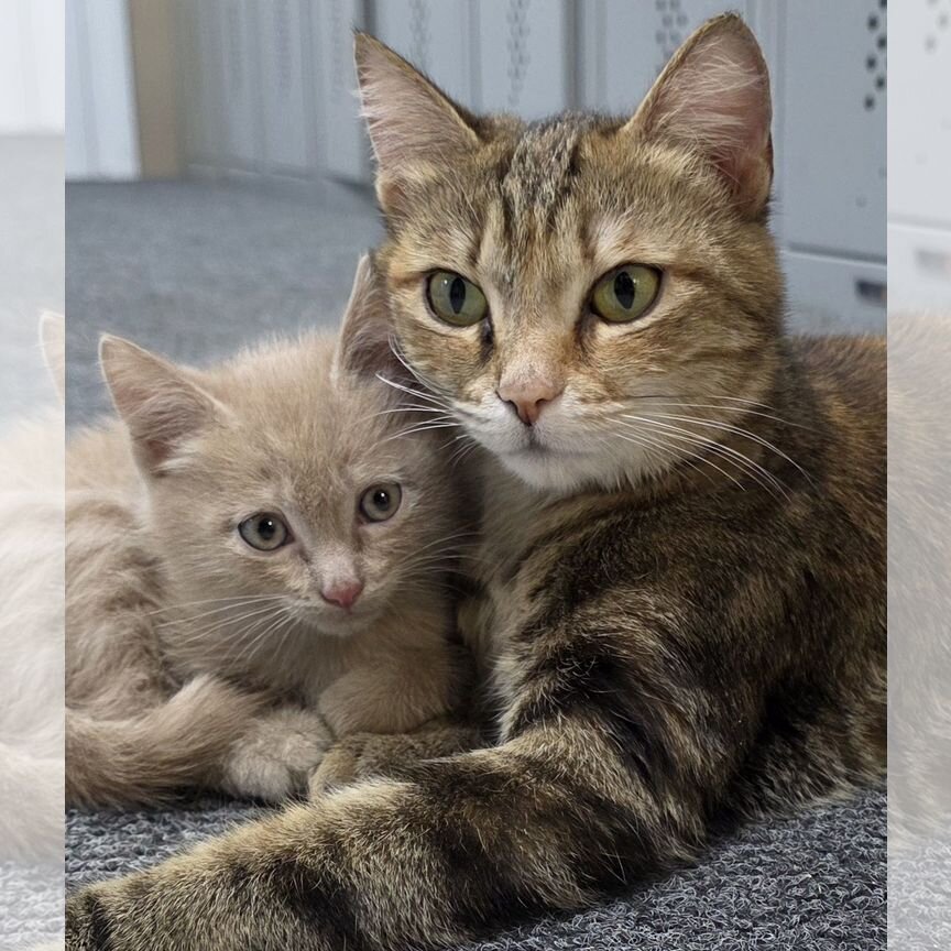 Взрослая, кошка в добрые руки