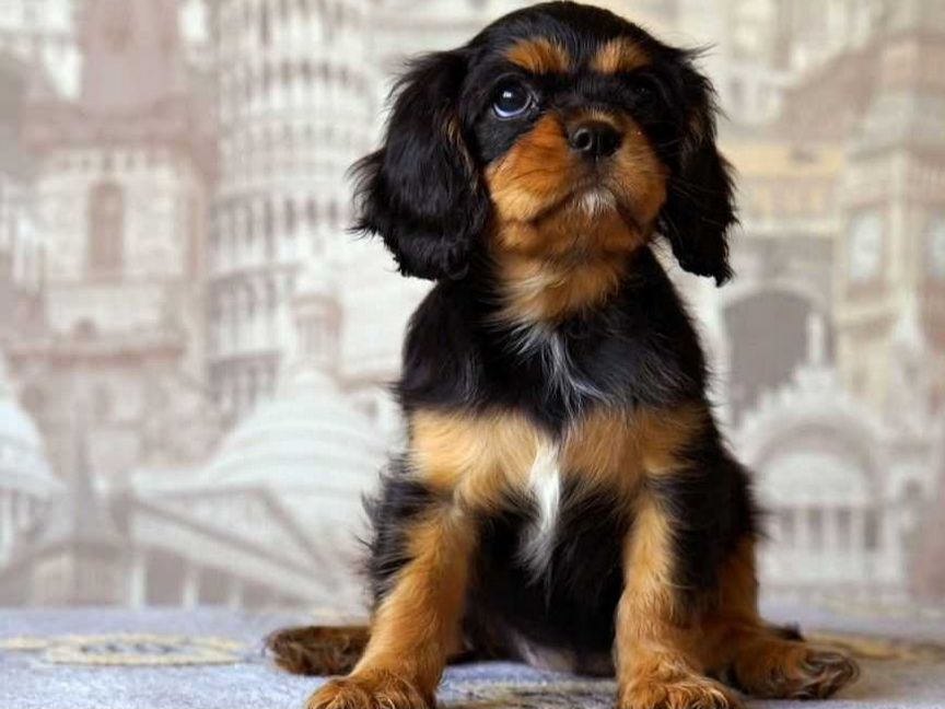 Продаётся мальчик Кавалер Кинг Чарльз Спаниель