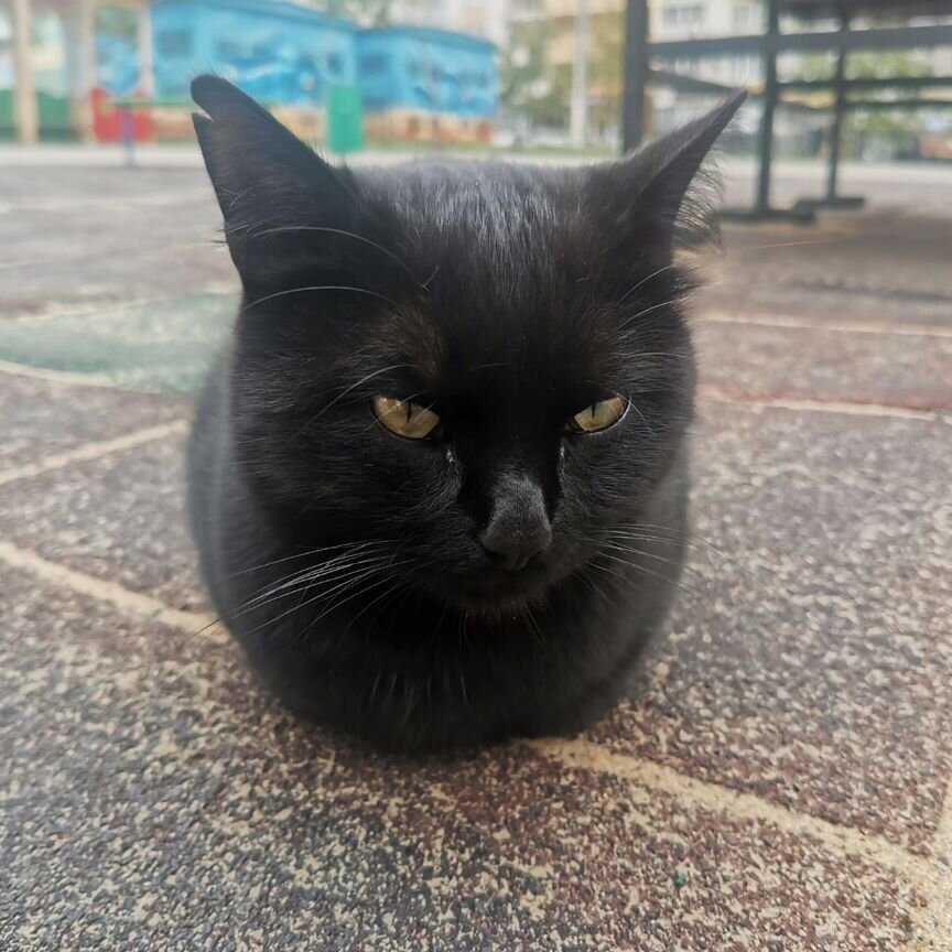 Найден котик (чёрный, ласковый, молодой)