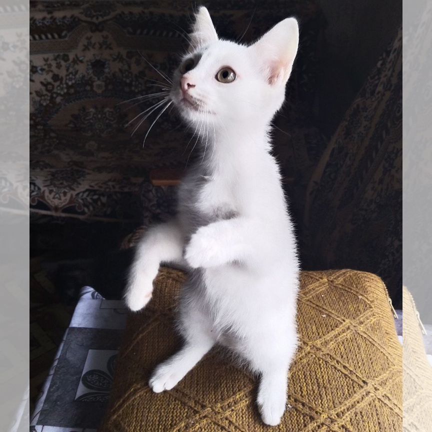 Котята