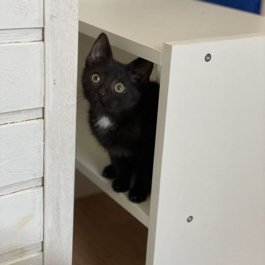 Котенок в добрые руки