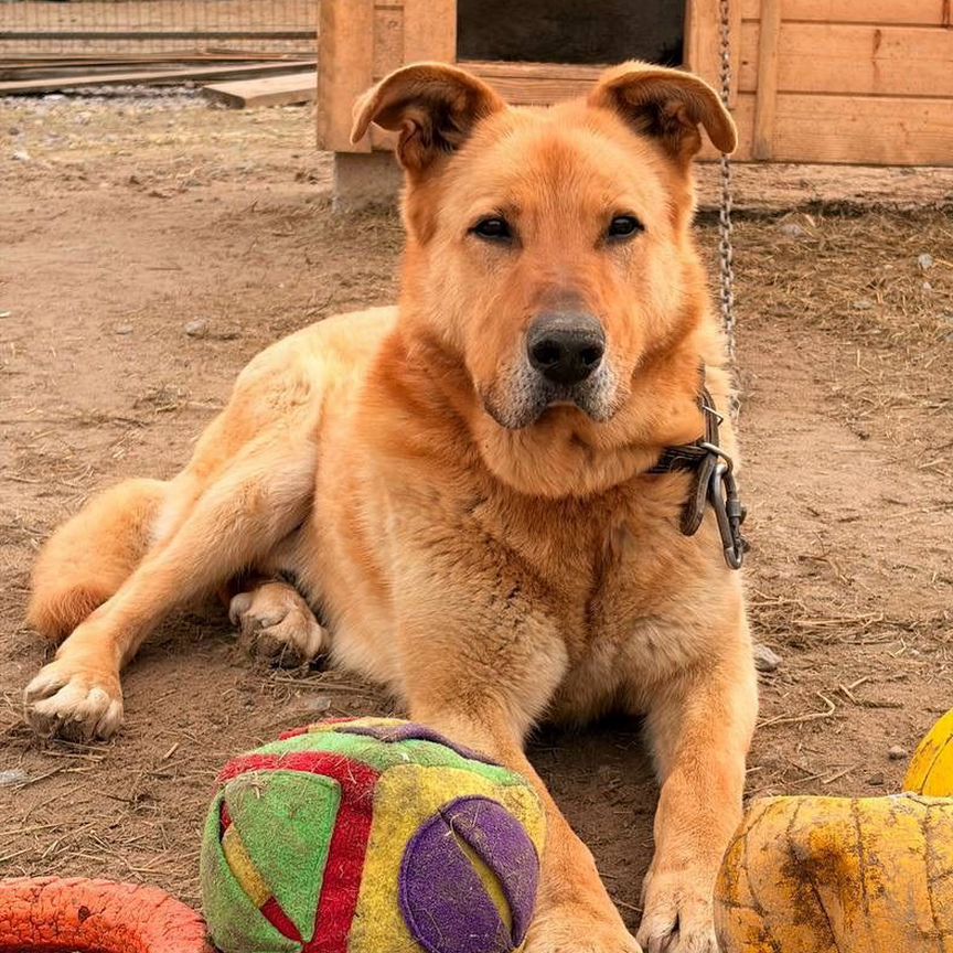 Взрослый пёс в добрые руки