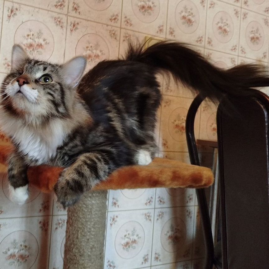 Кот-пират