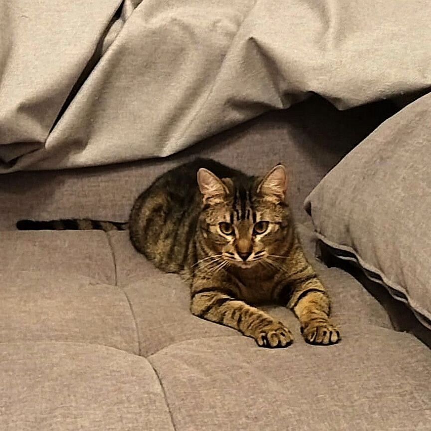 Тигр кот Степан