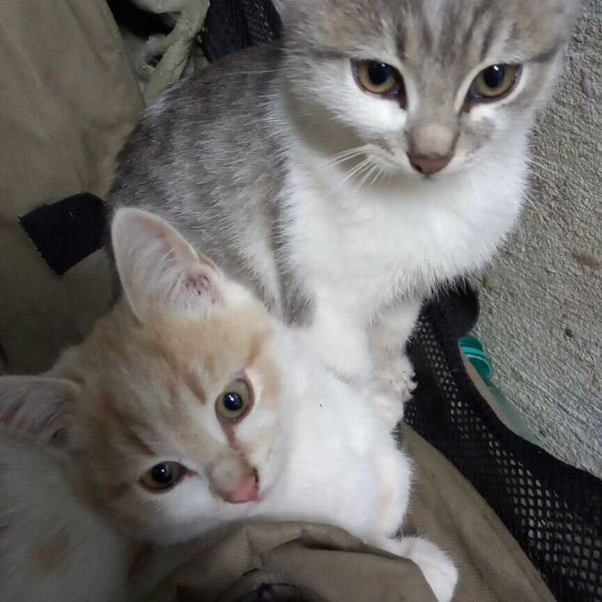 Дворянская порода