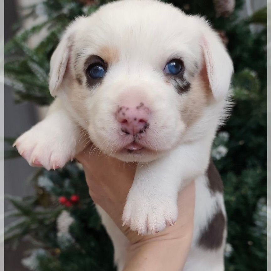 Вельш Корги Кардиган, щенок