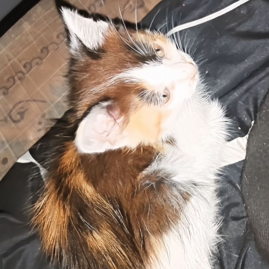 Котёнок в добрые руки