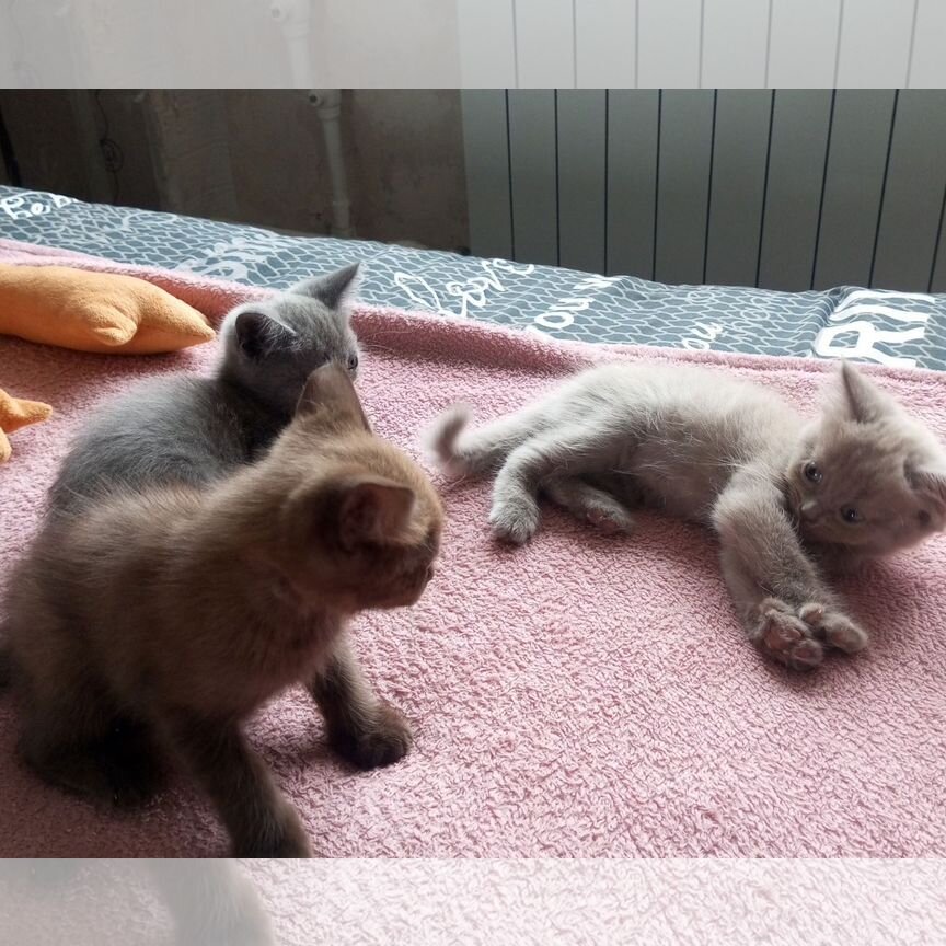 Продам котят Британцы