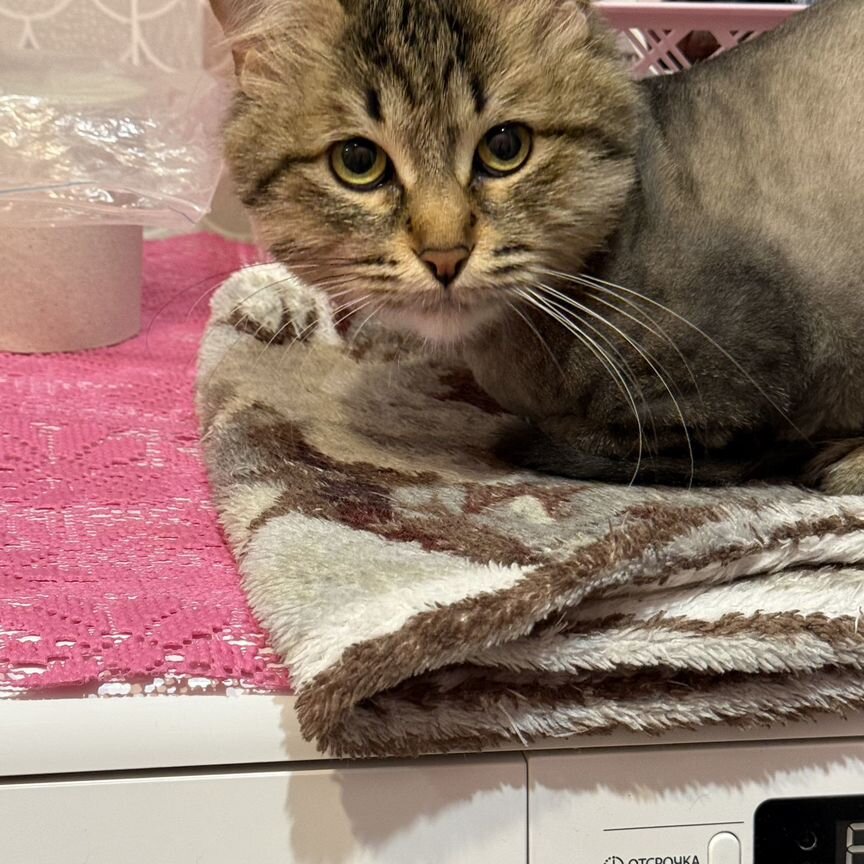 Домашние животные кошки