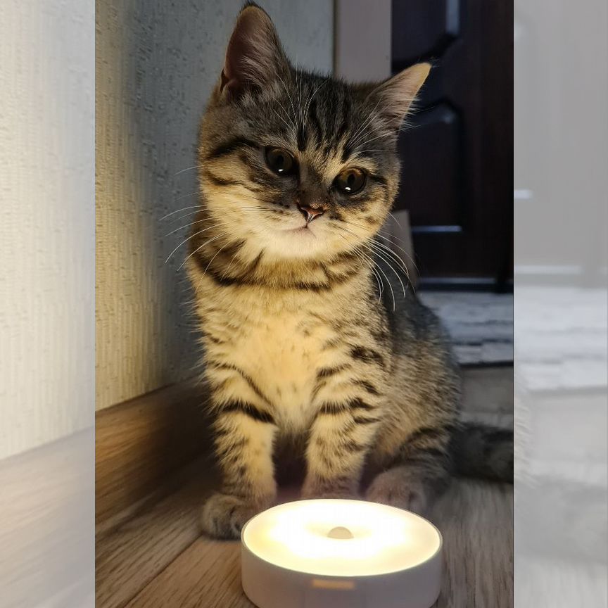 Шотландская шиншилловая кошечка