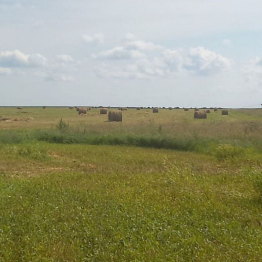 Продам сено в рулонах