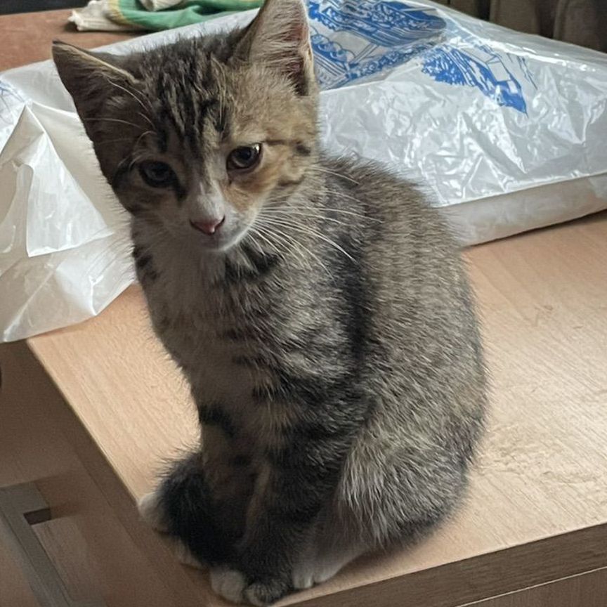 Котёнок девочка отдам