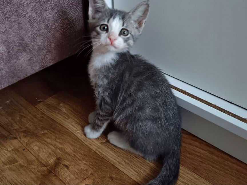 Котёнок в добрые руки