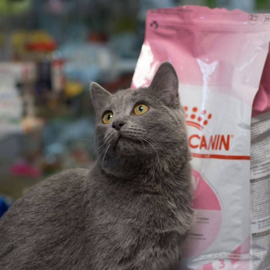 Котик 6 мес