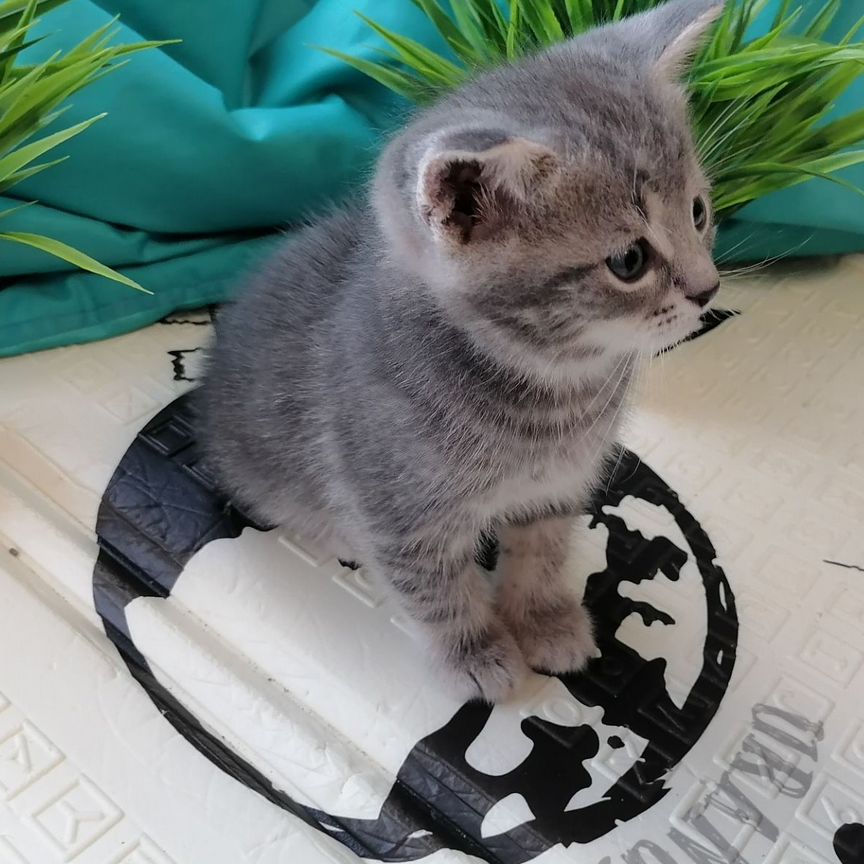 Шотландский прямоухий короткошёрстный котёнок