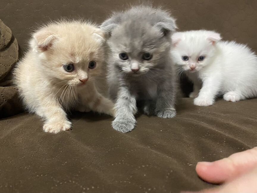 Котятки вислоухие