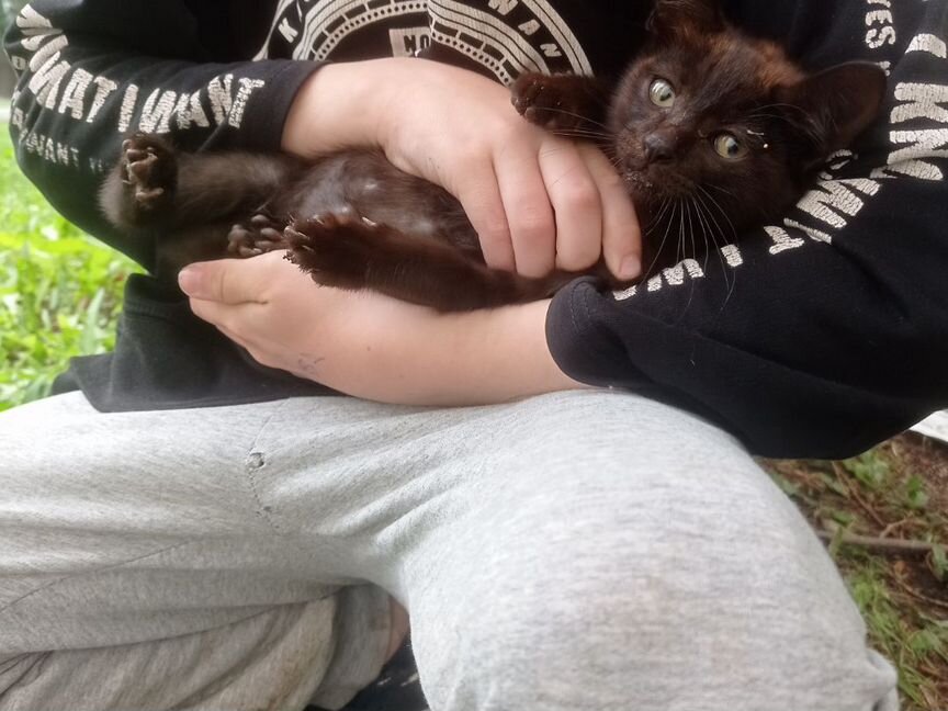 Котята в добрые руки)