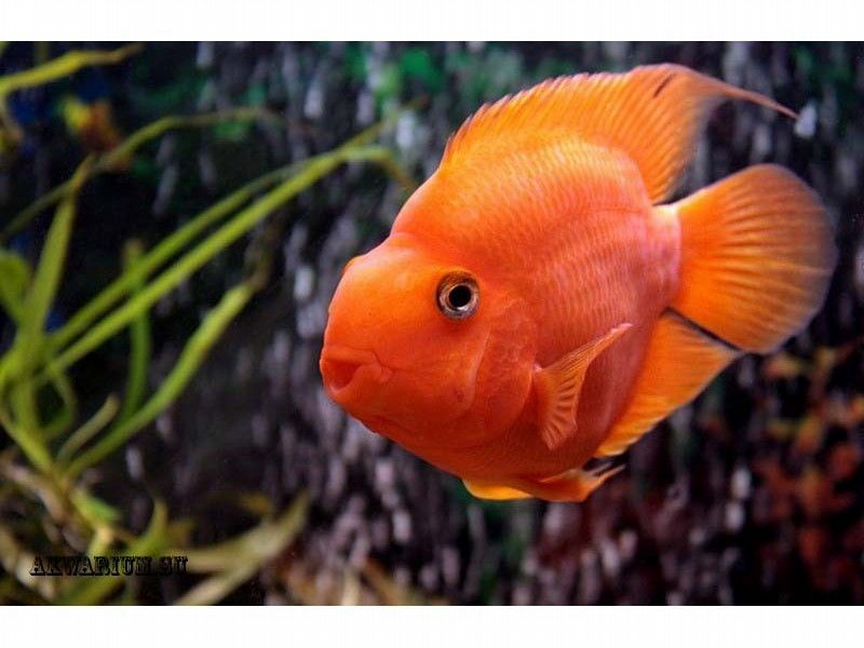 Рыбка попугай