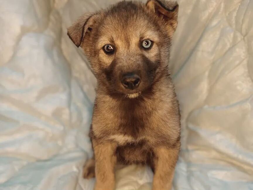 Щенки в Добрые руки (1,5мес., помесь с Хаски)