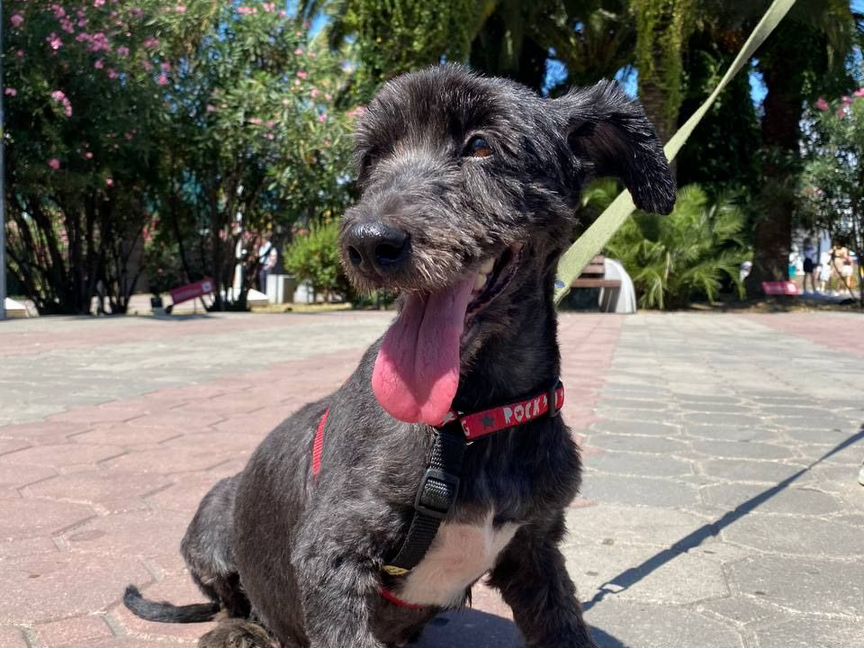 Маленькая квартирная собачка в добрые руки