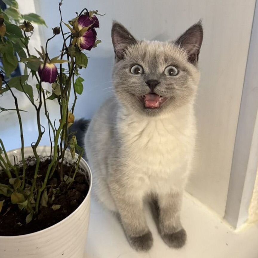 Шотландский вислоухий короткошёрстный котёнок