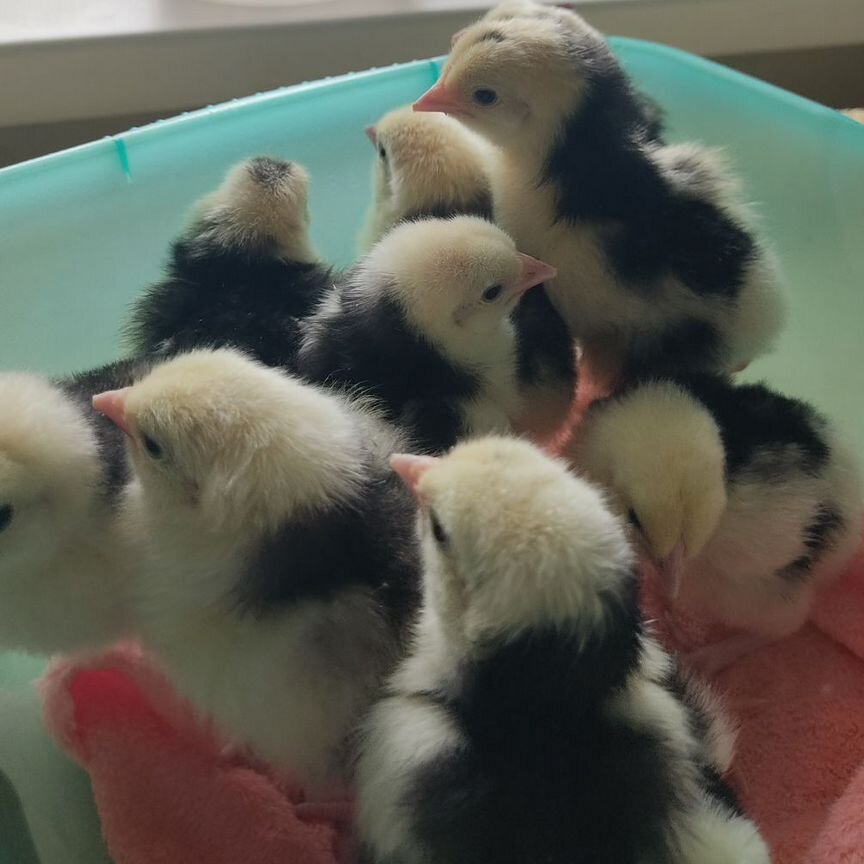 Цыплята Пушкинская мясояичная порода