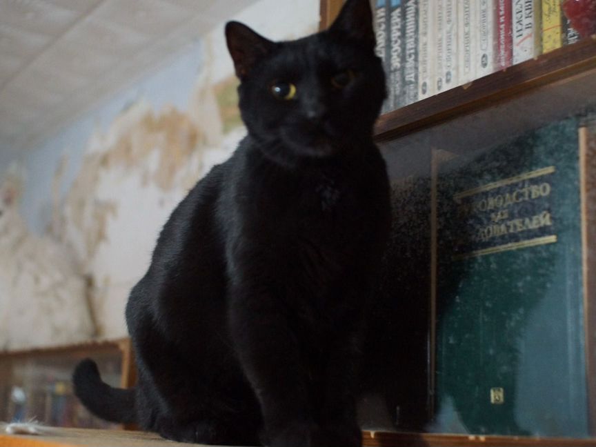 Кошки в добрые руки закрывается приют