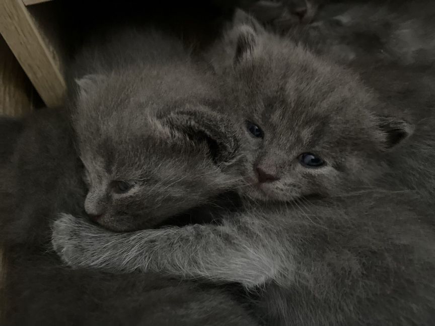 Котенок ищет своего человека