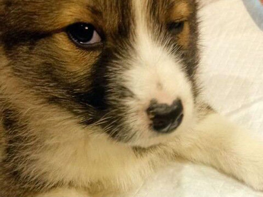 Не меня ли ищешь Щенок 1месяц