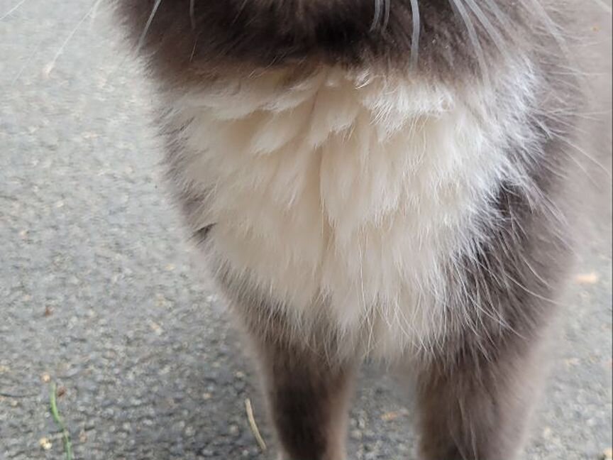 Ласковая кошка