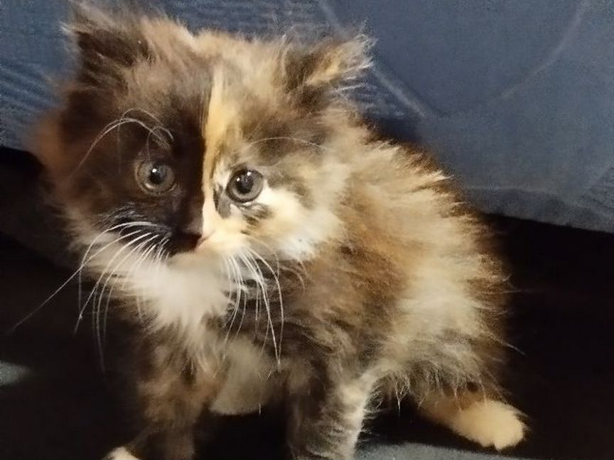 Кошка