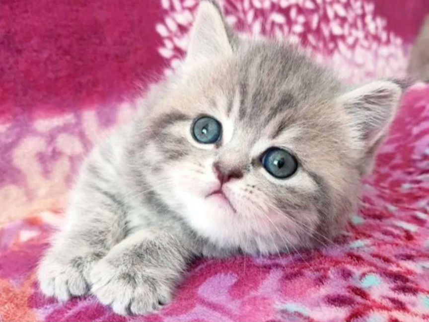 Плюшевые Мишки) окрас Табби