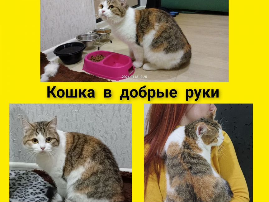 Кошка в добрые руки