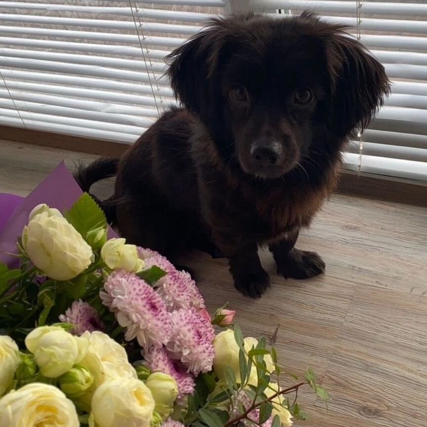 Собака в добрые руки