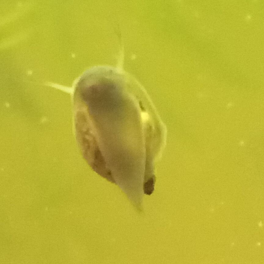 Улитки Физа