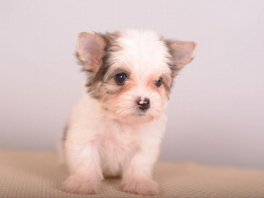 Цветной йорк