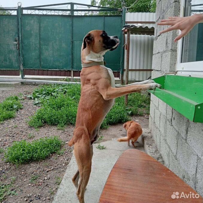 Боксёр для случки