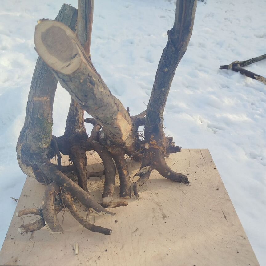 Коряги аквариумные