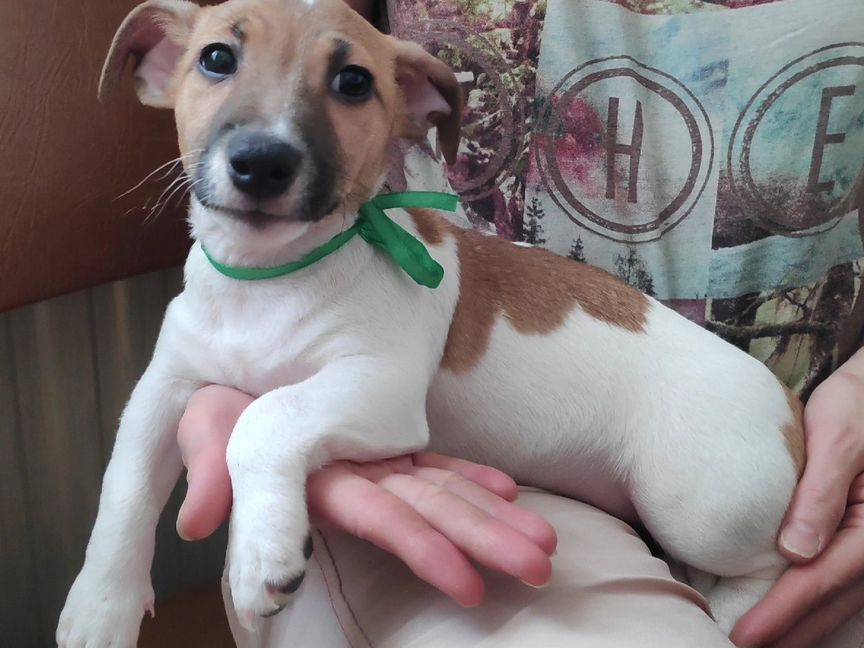 Щенки джек рассел терьер