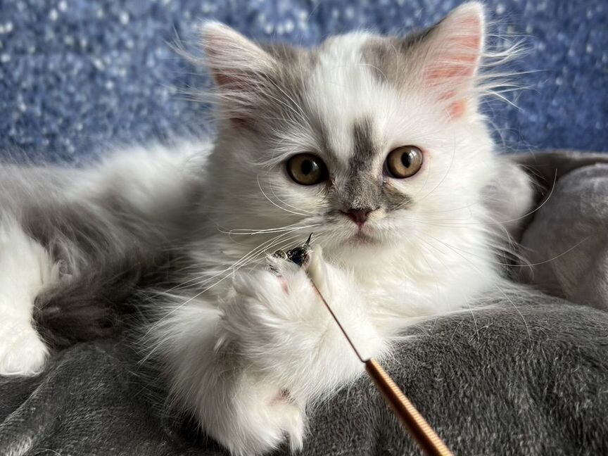 Селкирк страйт