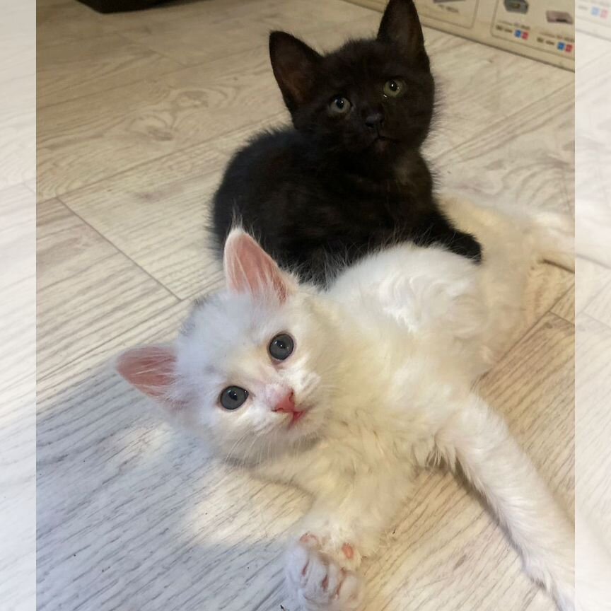 Котята в добрые руки