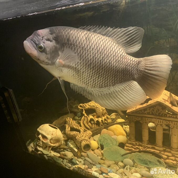 Гурами Гигант (Промысловая)