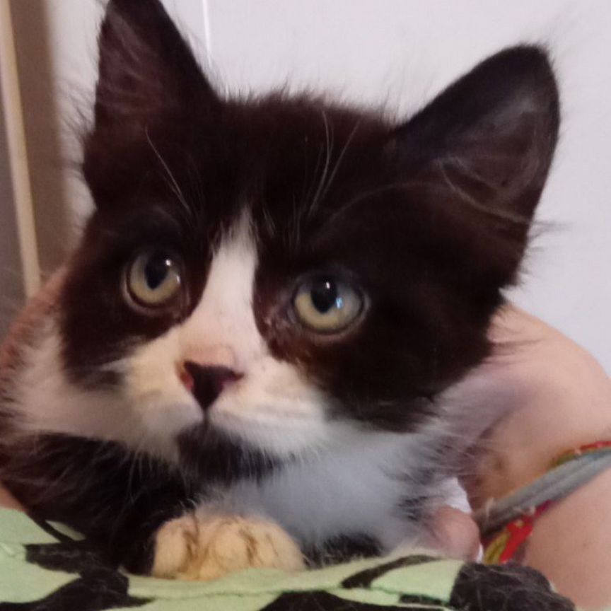 Маленький котик