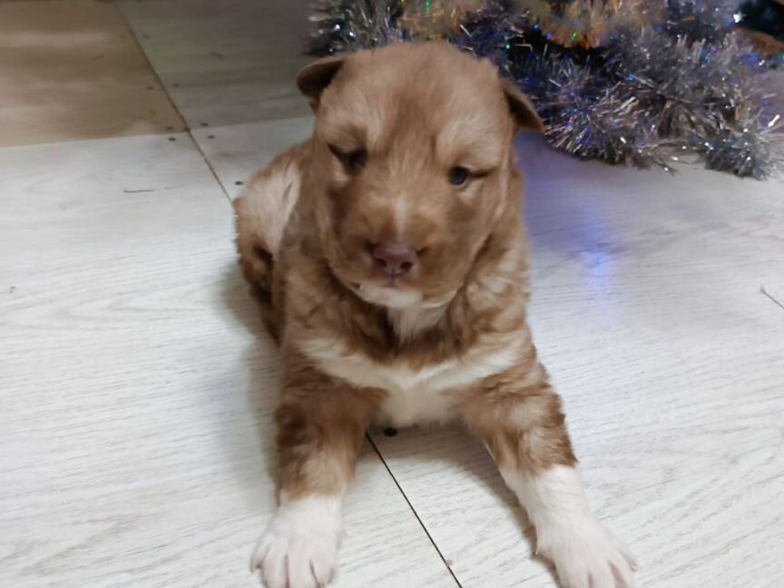 Щенок