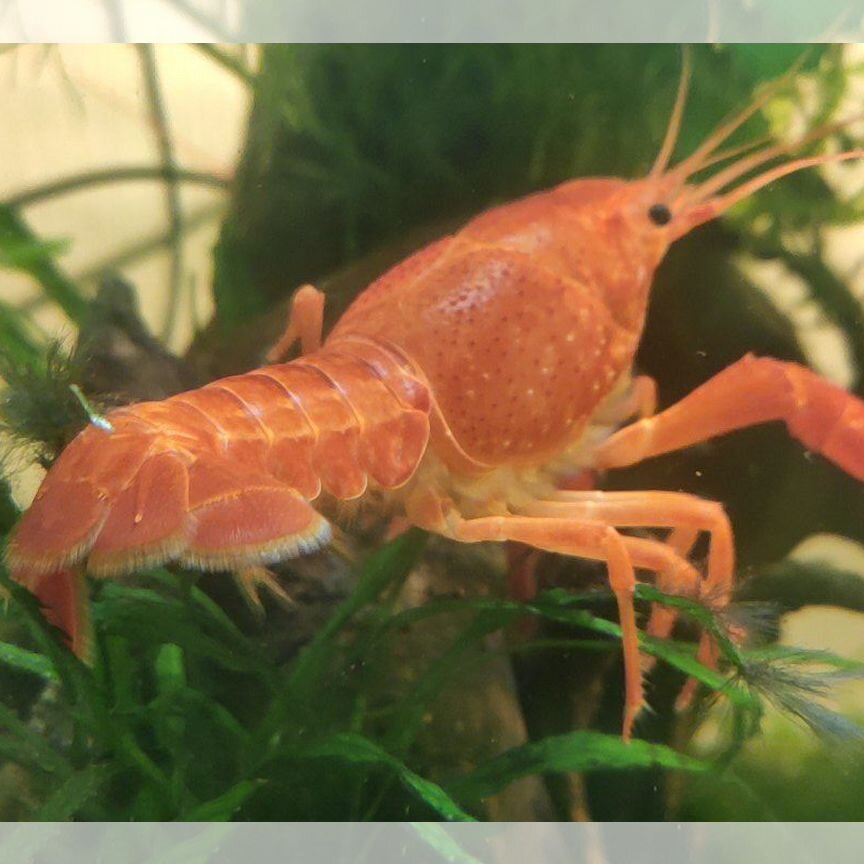 Рак калифорнийский флоридский красный 2 шт