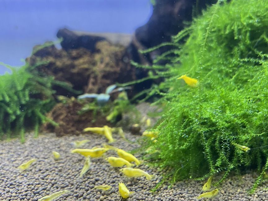 Креветки желтый неон и мох