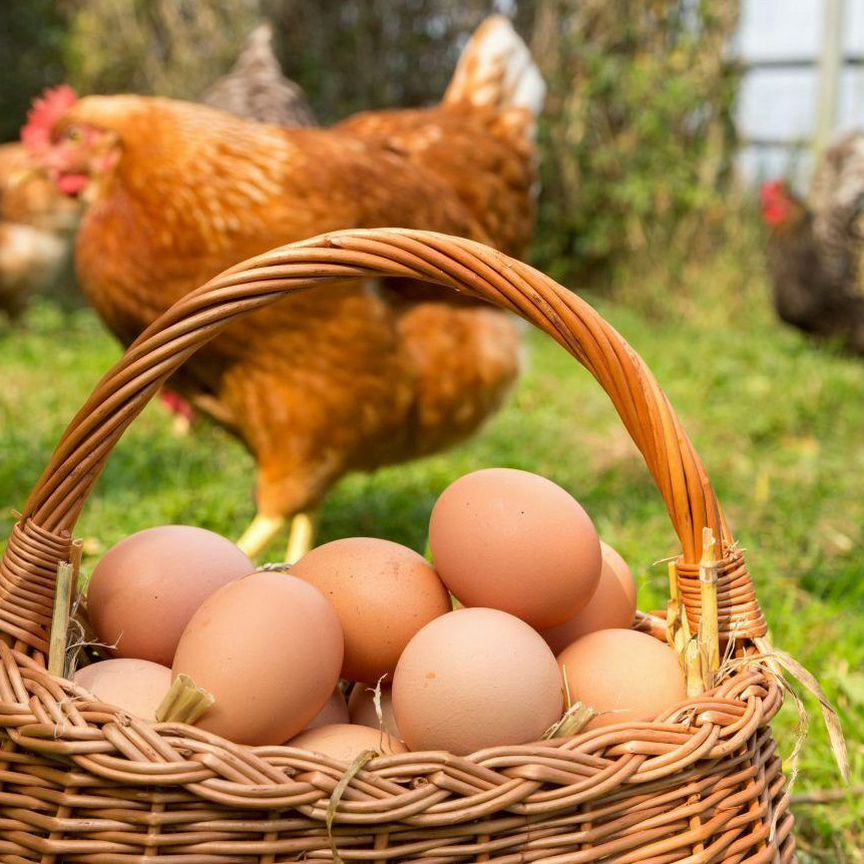 Куры на яйцо